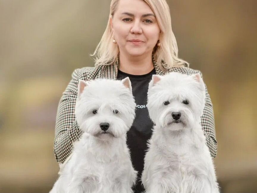 Вест хайленд уайт терьер щенки