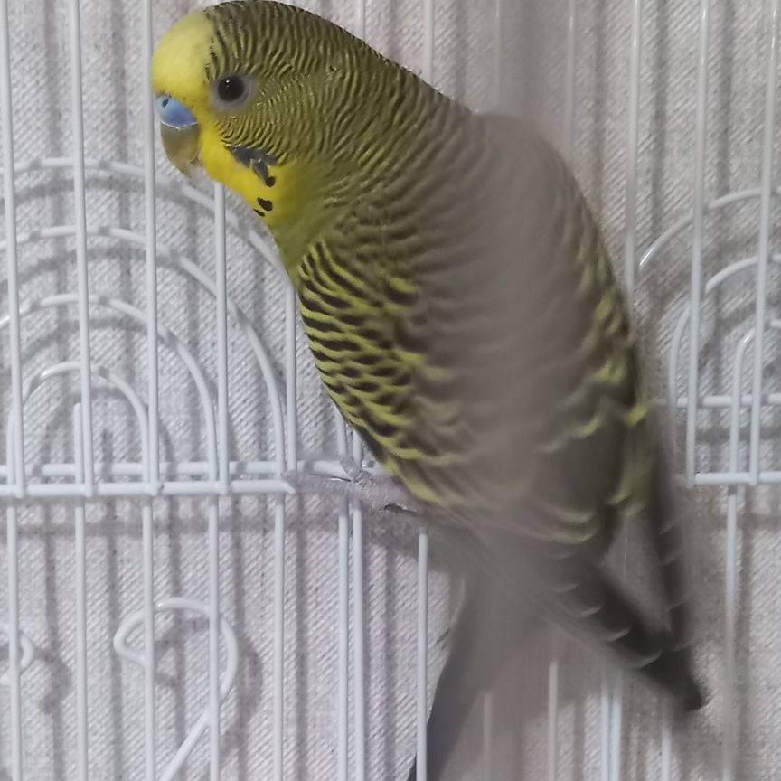 Попугай волнистый в добрые руки, к другу/подруге