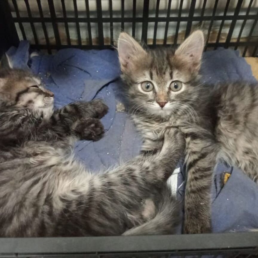 Котята в добрые руки девочки