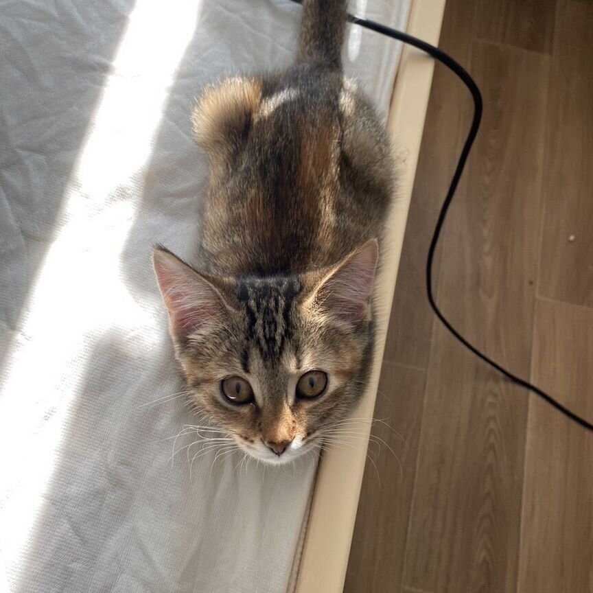 Кошечка в добрые руки