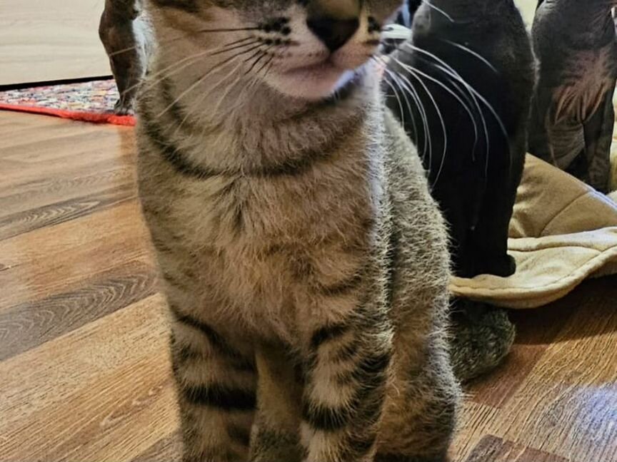 Сфинкс девочка браш