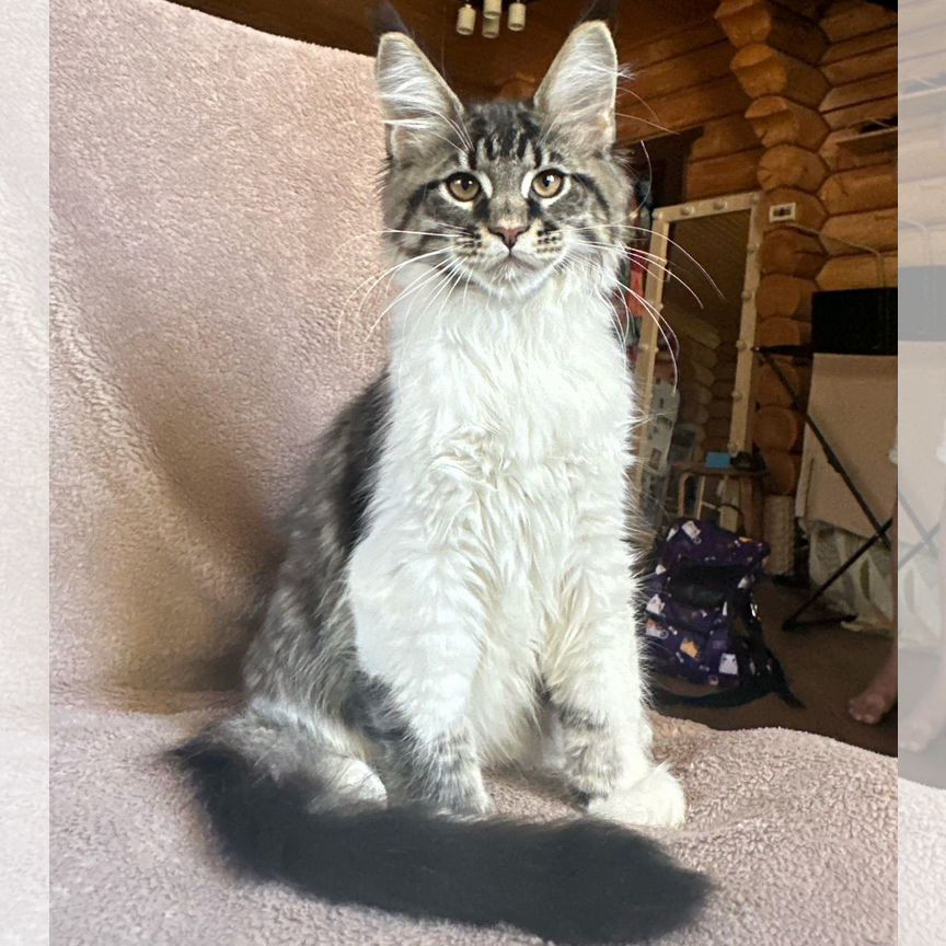 Мейн-кун котенок котик