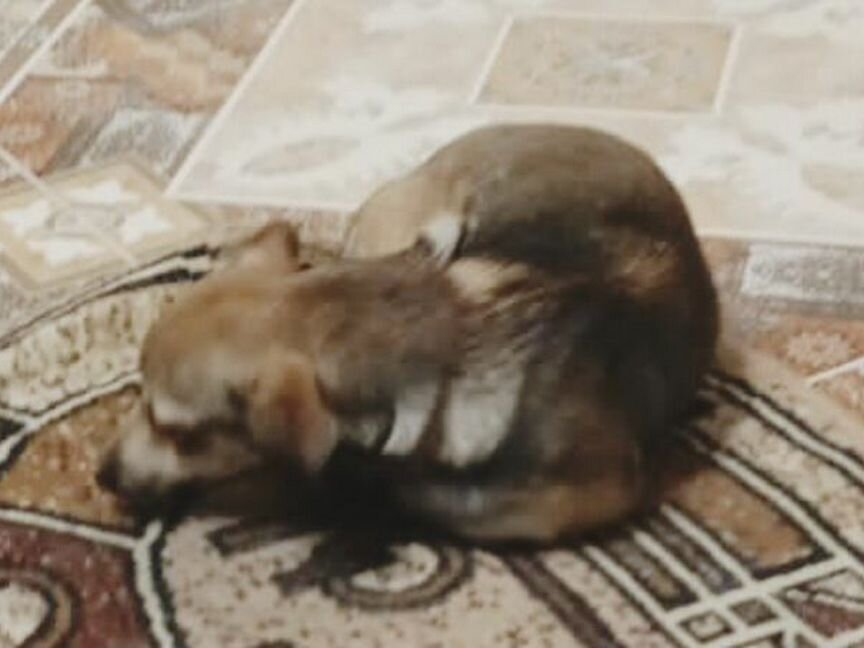 Маленький пëсик (из приюта) в хорошие руки