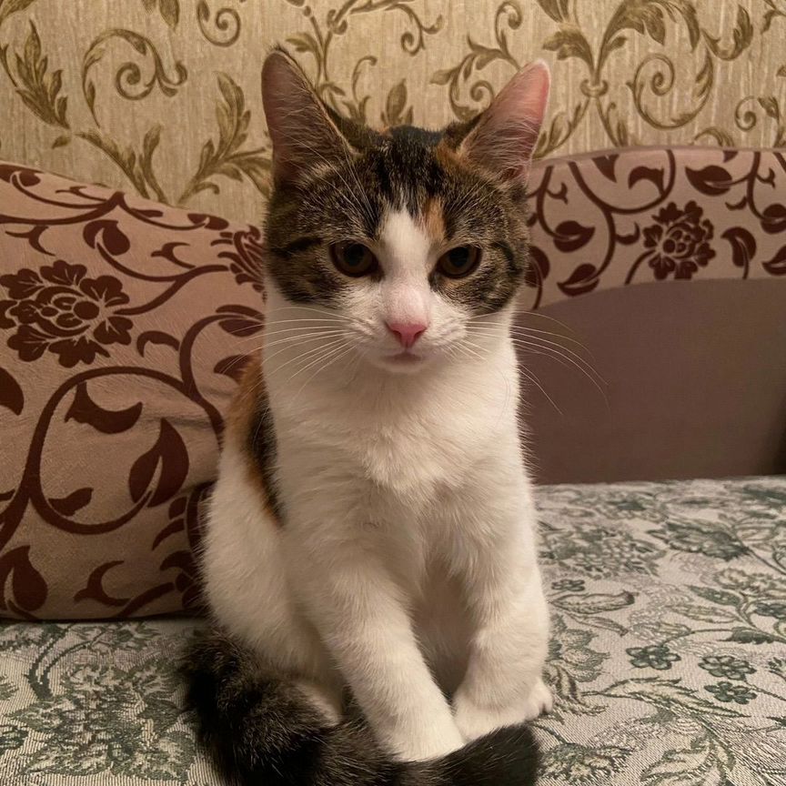 Котята в добрые руки девочки