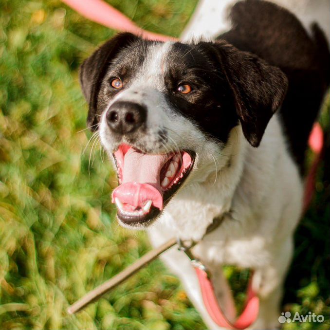 Щенок кобель черно-белый 8 месяцев