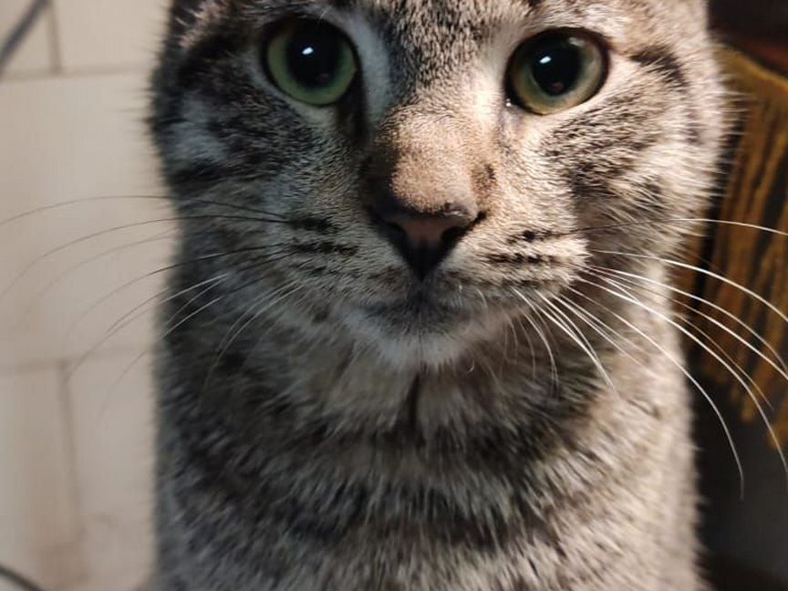 Европейская кошка(котёнок) 6 месяцев,метис