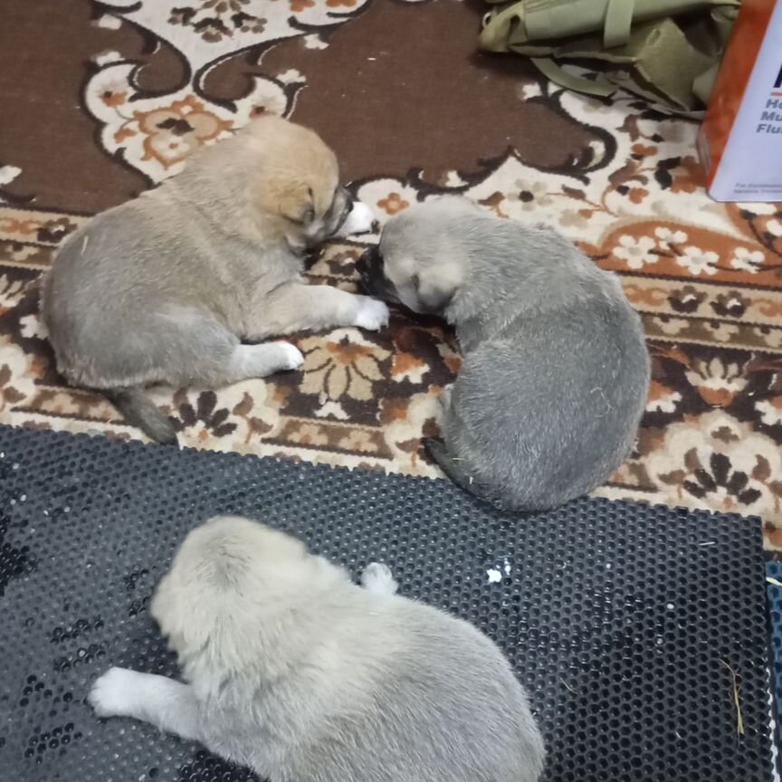 Западносибирская лайка, щенок