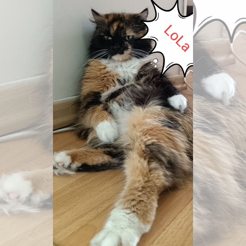 Котята в добрые руки бесплатно