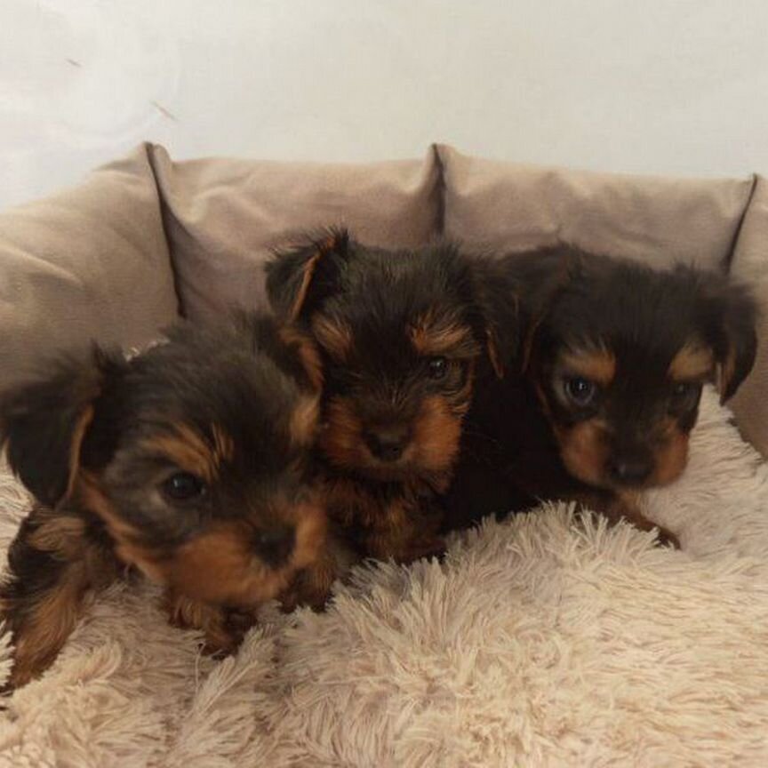 Йоркширский терьер, щенок