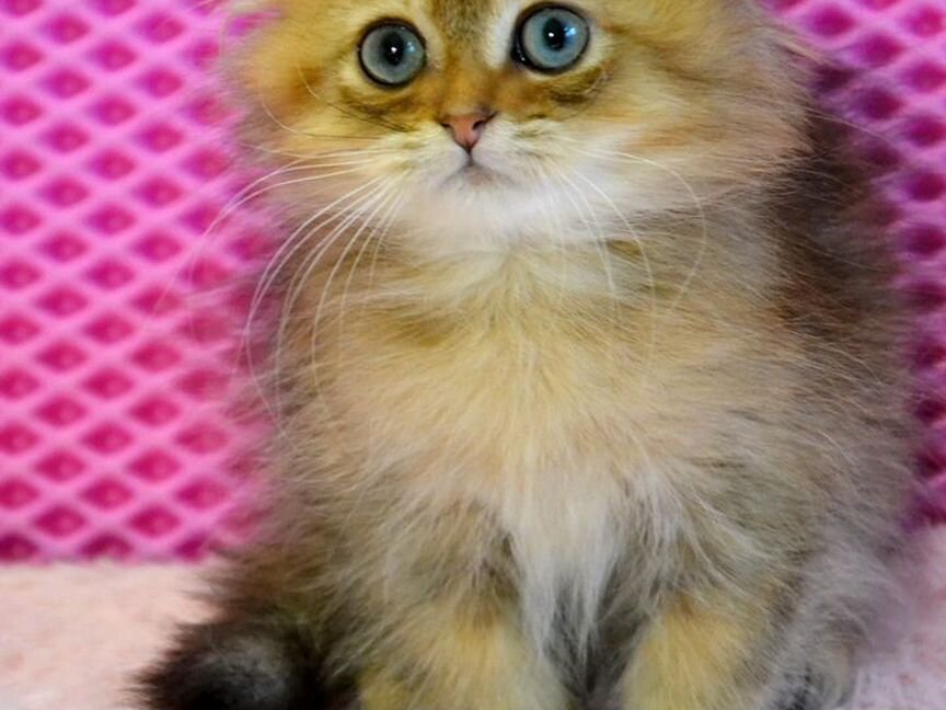 Вислоухий мальчишка