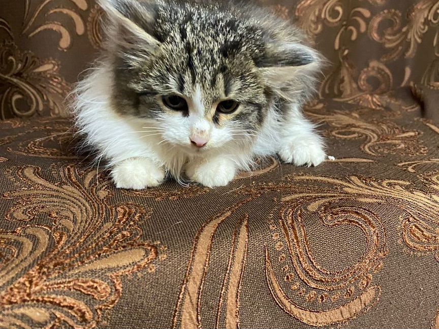 Котенок 3 мес