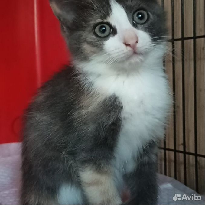 Котёнок (трехцветная кошечка)