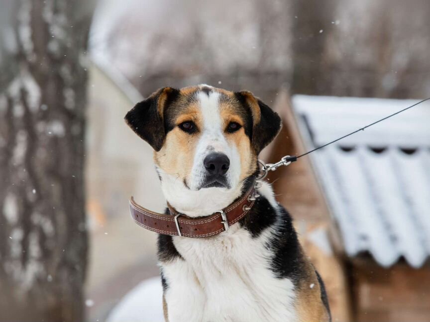 Пёс Барон ищет дом