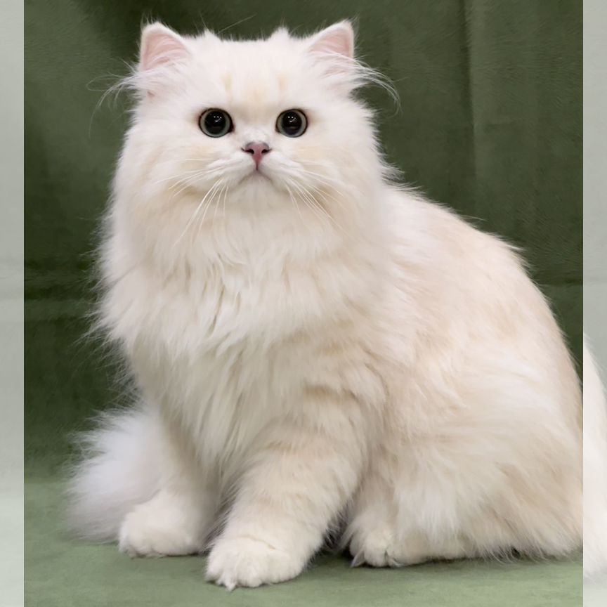 Британский длинношёрстный котёнок