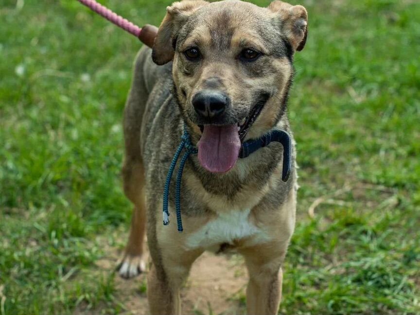 Маленький мальчик Пиф ищет дом