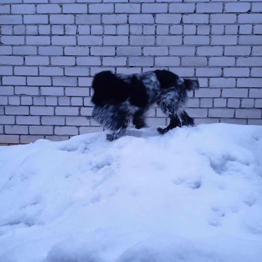 Русский спаниель