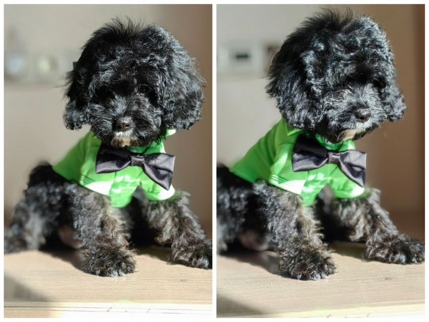 Кавапу мальчик