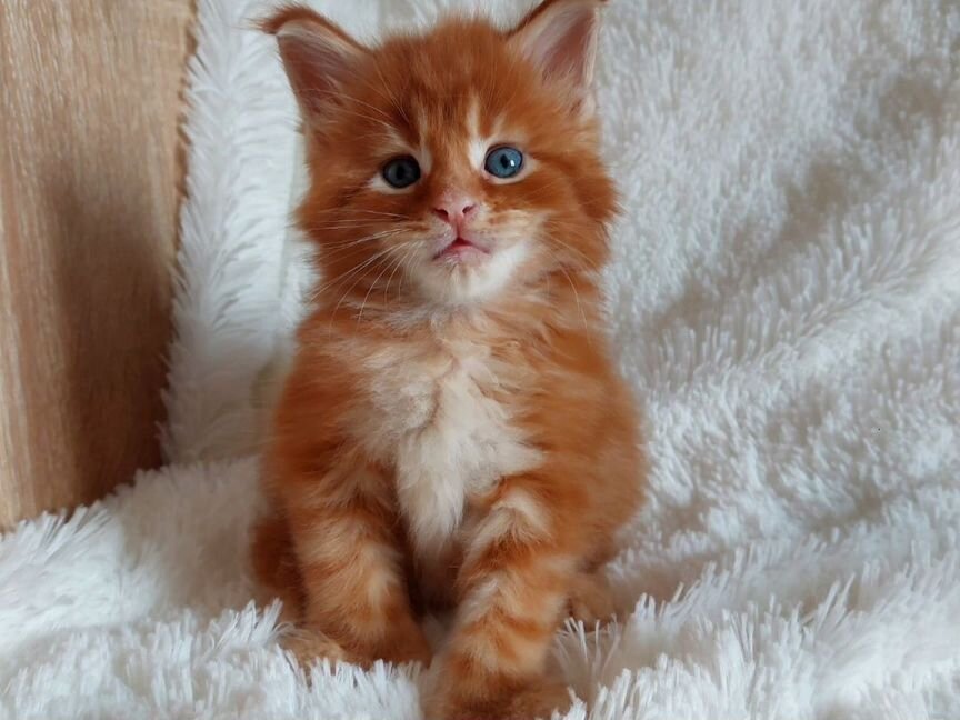 Мейн-кун Полидакт 66/66