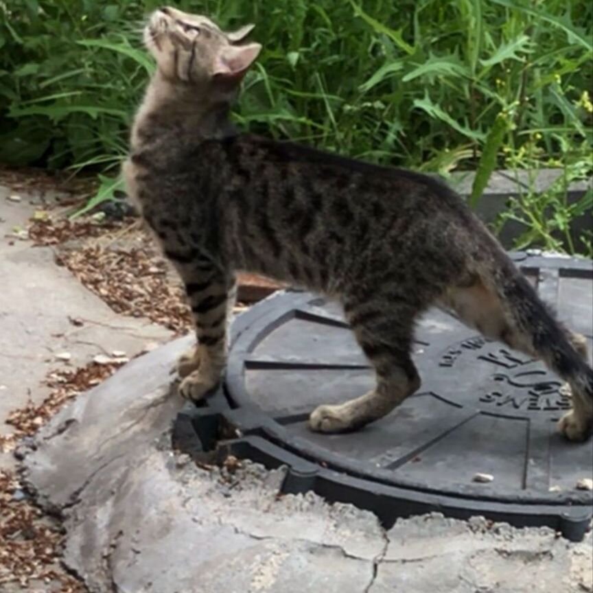 Котенок