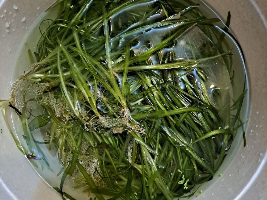 Валиснерия