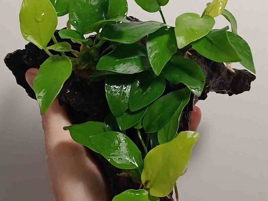 Анубиас нана золотой на коряге