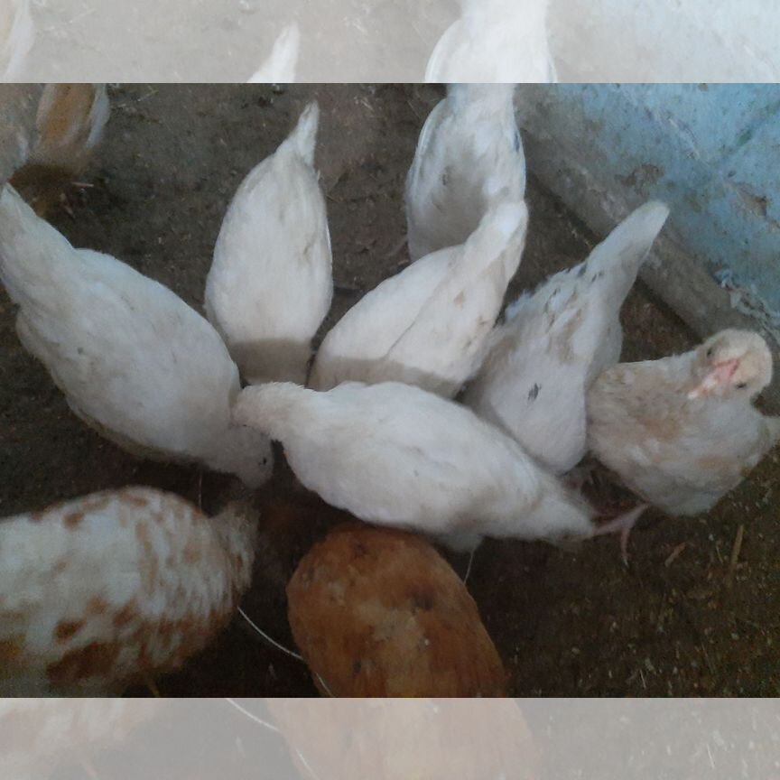 Куры молодки несушки