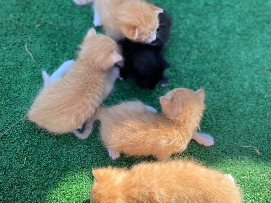 Котята в добрые руки