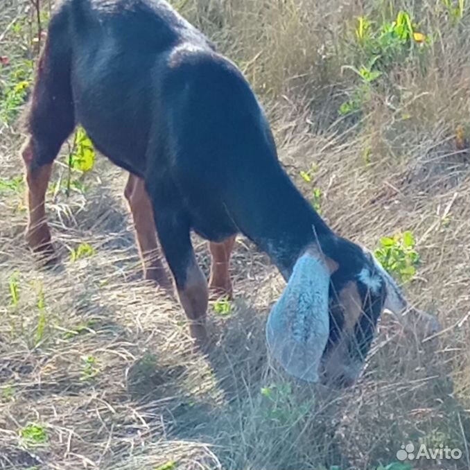 Козы доиные