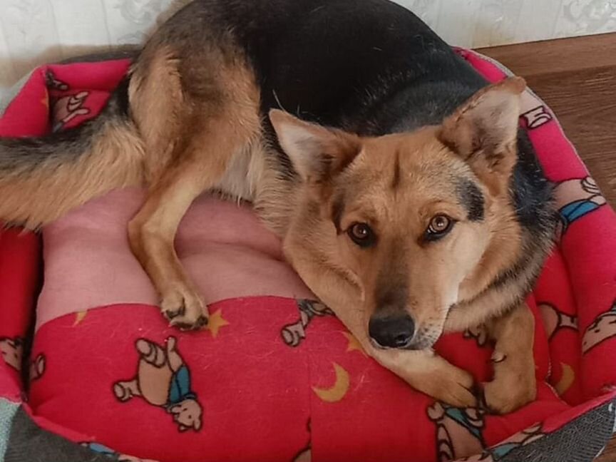 Собака Линда в хорошую семью бесплатно