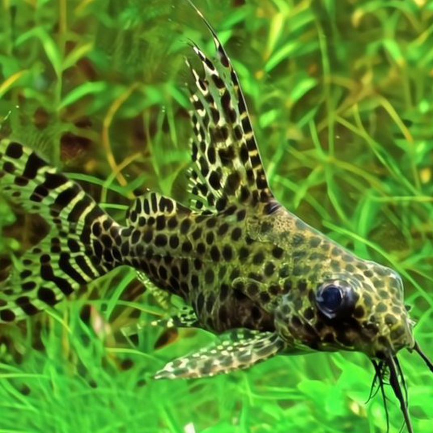 Сом синодонтис