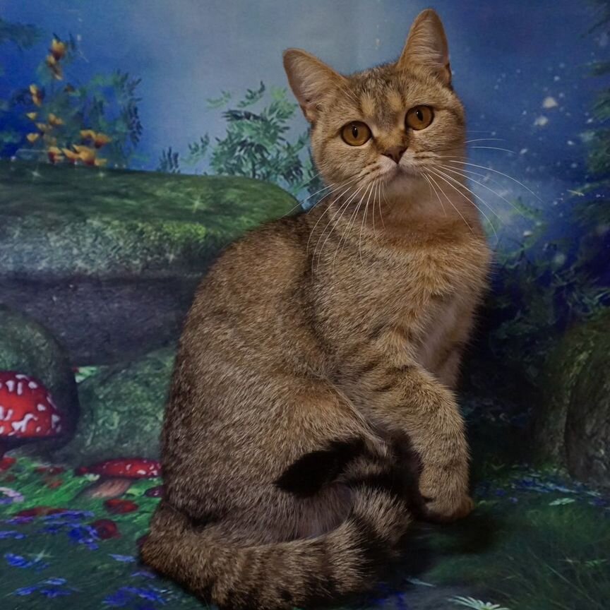 Британочки плюшки подрощенные