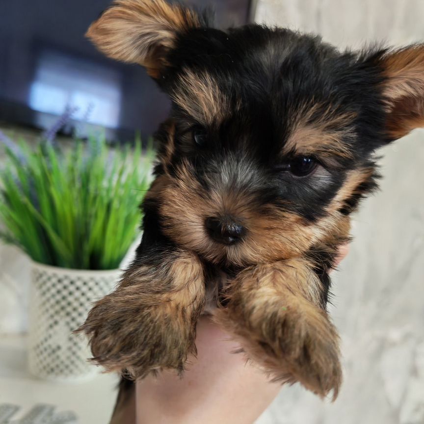 Йоркширский терьер, щенок