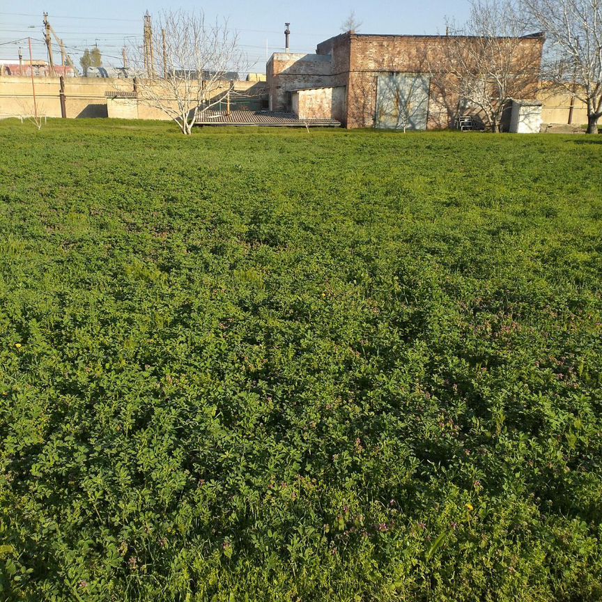 Сено люцерна на корню