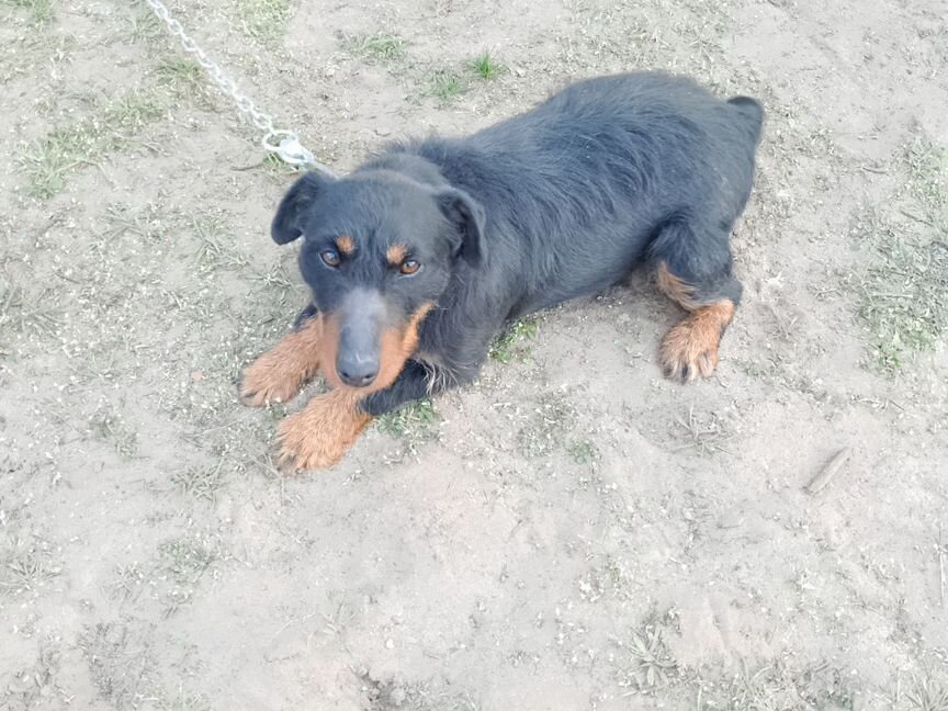 Ягдтерьера