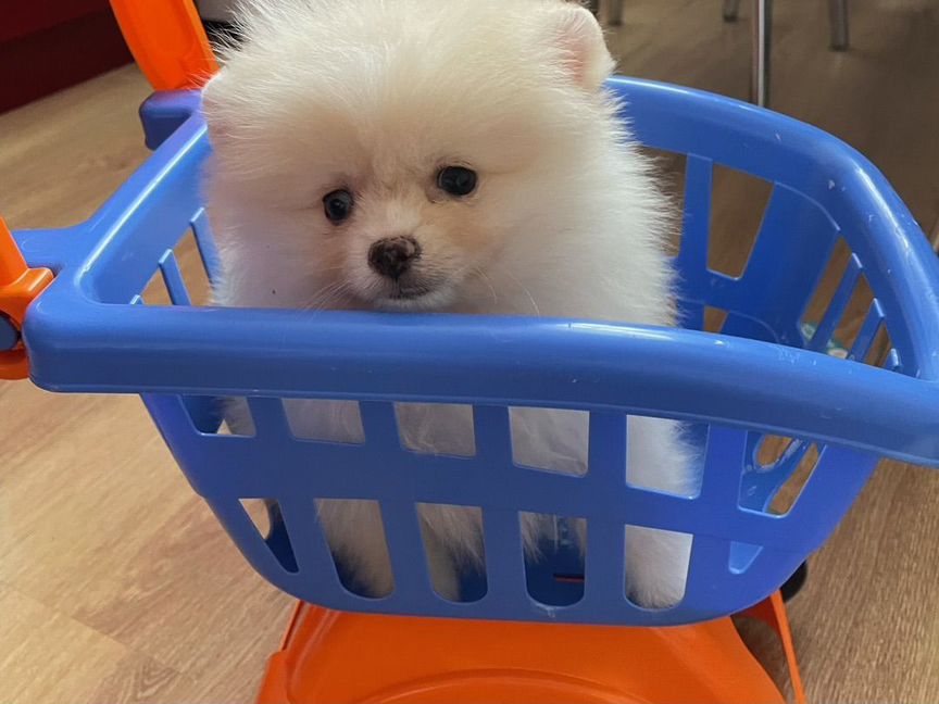 Померанский шпиц мини щенок