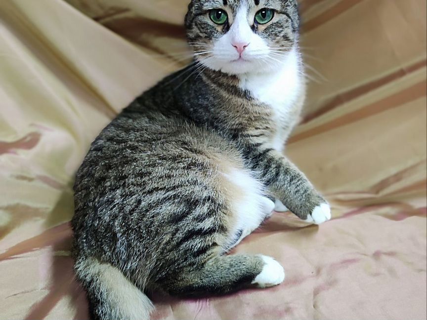 Кошка Лали
