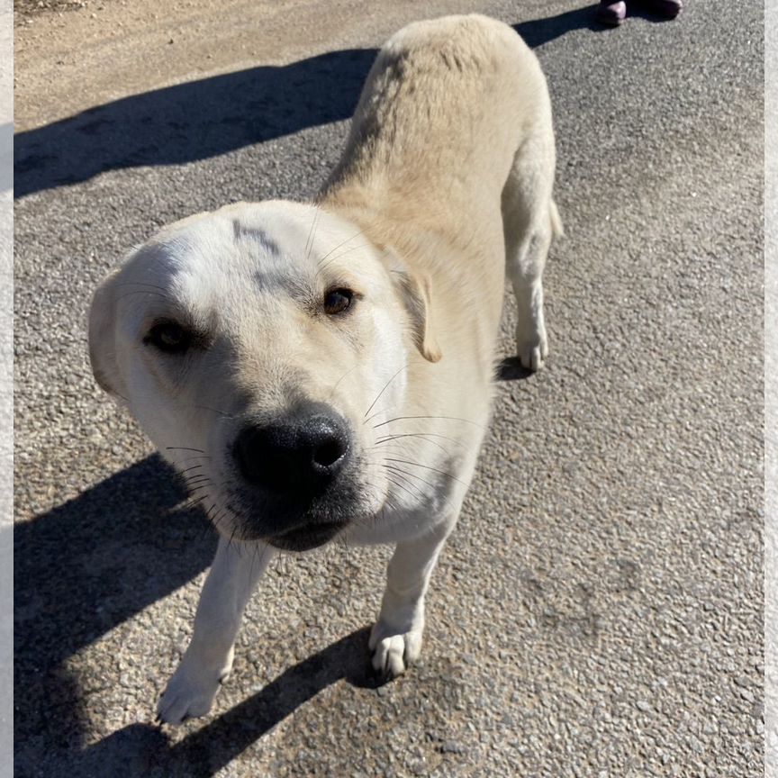 Нашлась очень дружелюбная и знающая команды собака