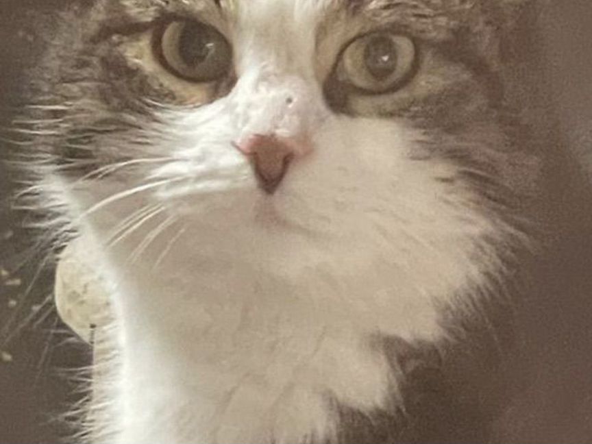 Кошка или кот не знаю