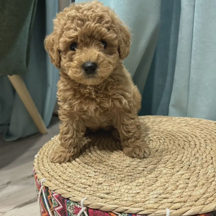 Мальтипу, щенок