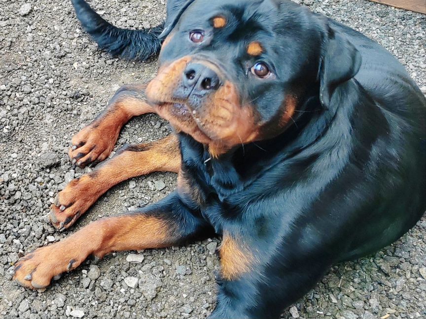 Вязка ротвейлера