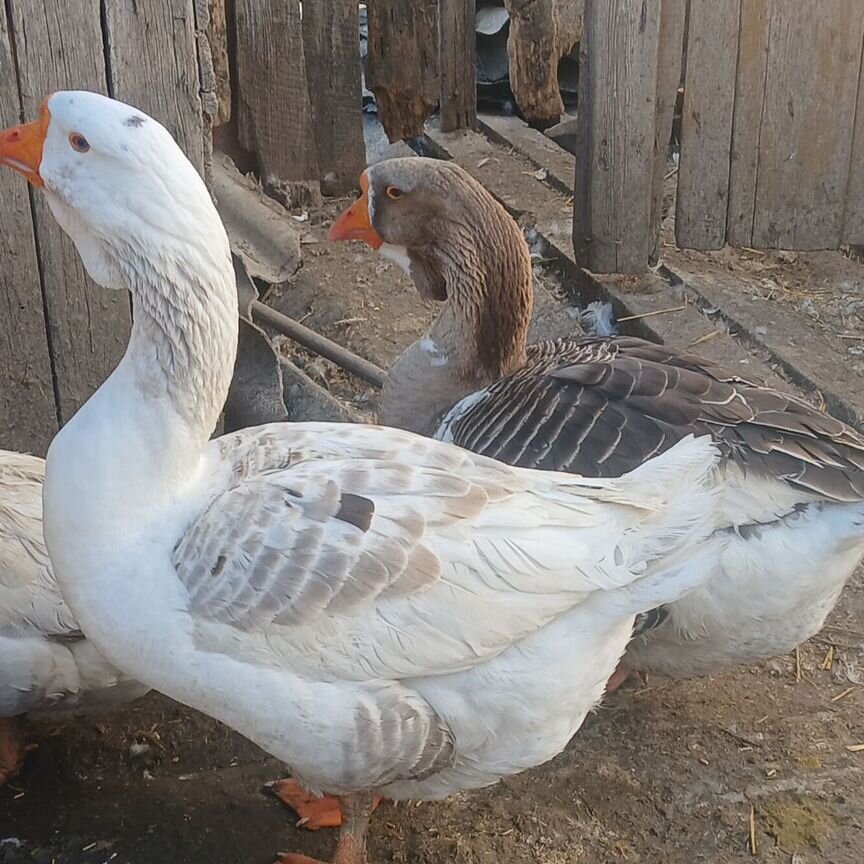 Гуси на развод