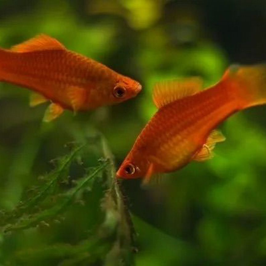 Рыбы меченосцы