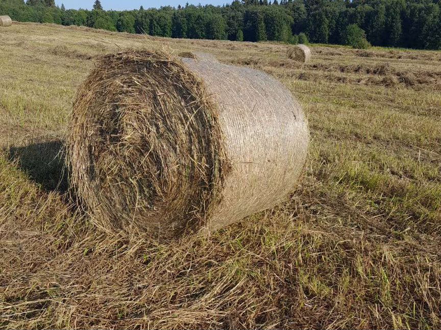 Сено урожай 2023