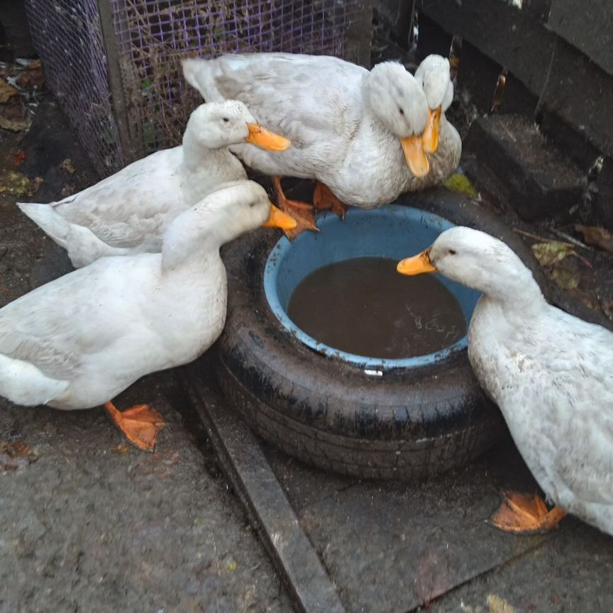 Мускусные, агидиель утки