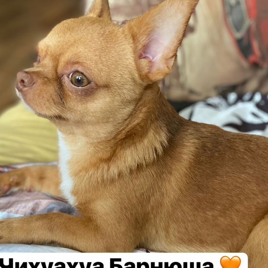 Тгк: Чихуахуа Барнюша