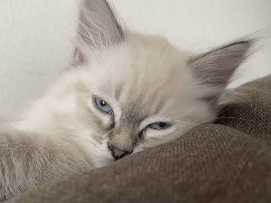 Невская маскарадная