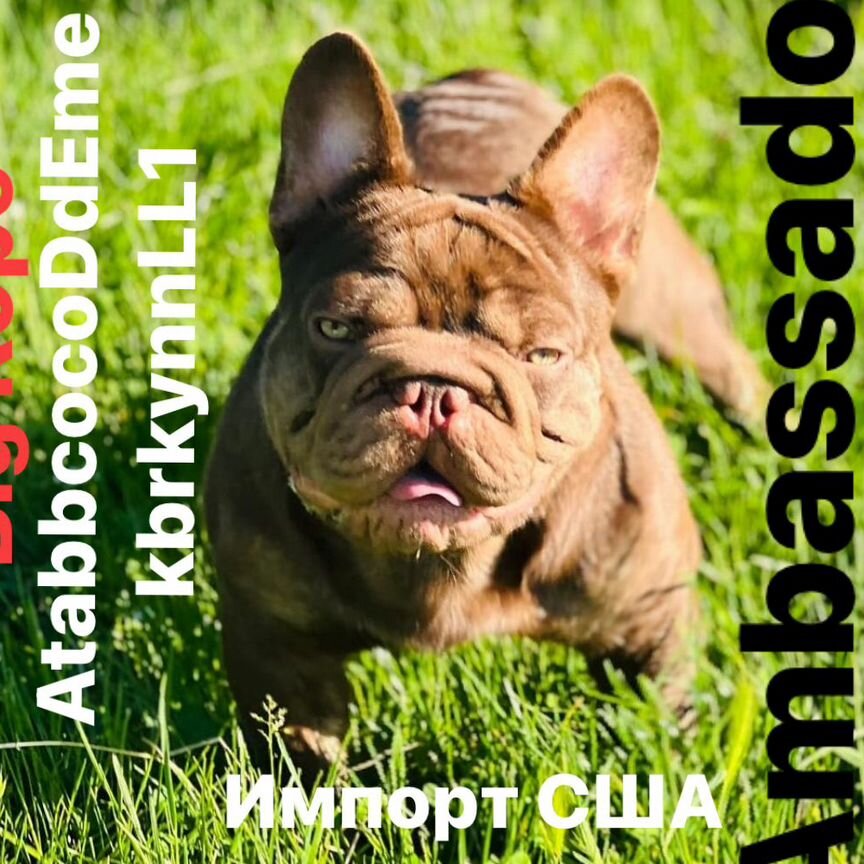 Французский бульдог вязка