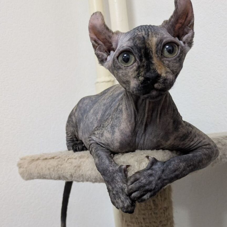 Канадский сфинкс котёнок
