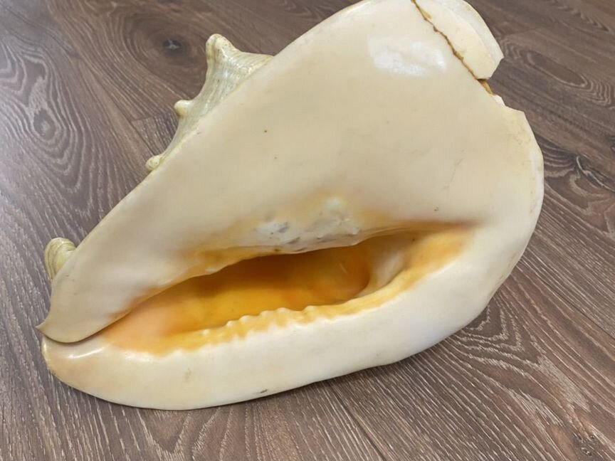 Большая морская раковина