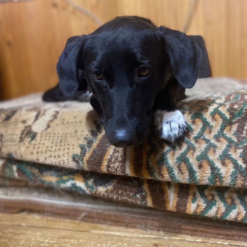 Собака в добрые руки